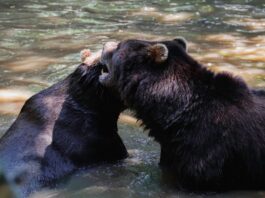 Top 10 Animals With the Strongest Bite | Trivia Oasis